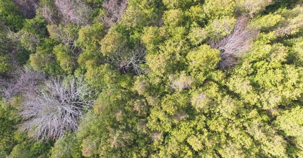 Service écosystémique : clé de la biodiversité